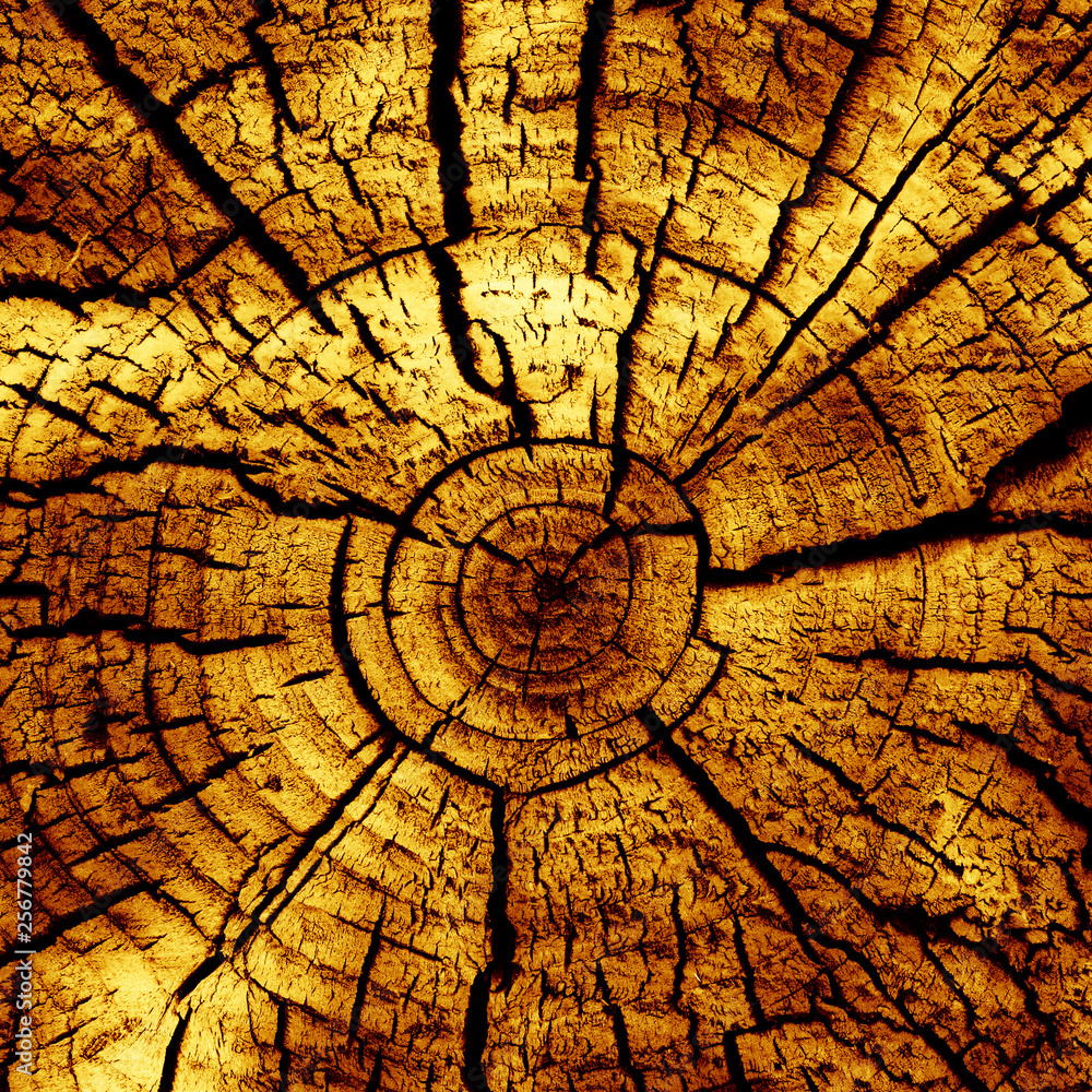 Wood texture background. Old tree rings with cracks. Stock Photo ...