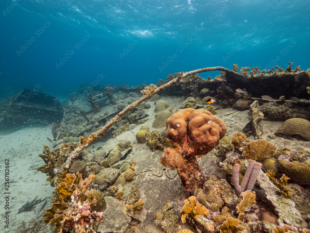 Ship wreck "Tugboat Saba" in coral reef of Caribbean sea around Curacao ...