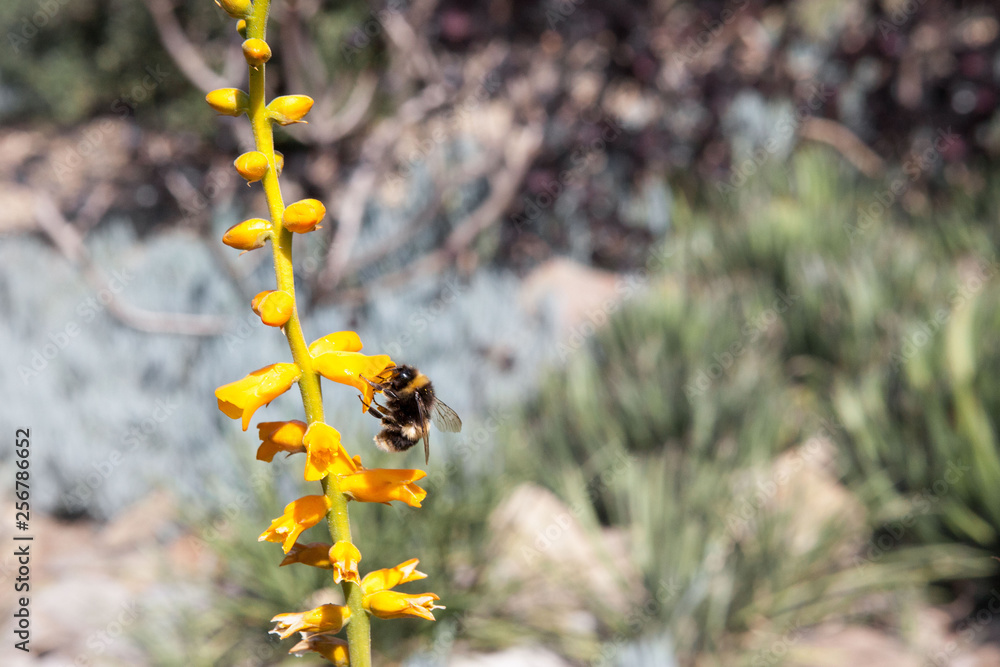 Essential in the chain of fertilising plants, a female worker bee ...