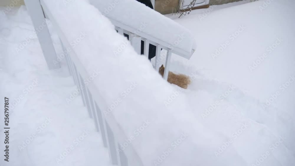 On a sunny day small furry dog following his master in deep snow up ...