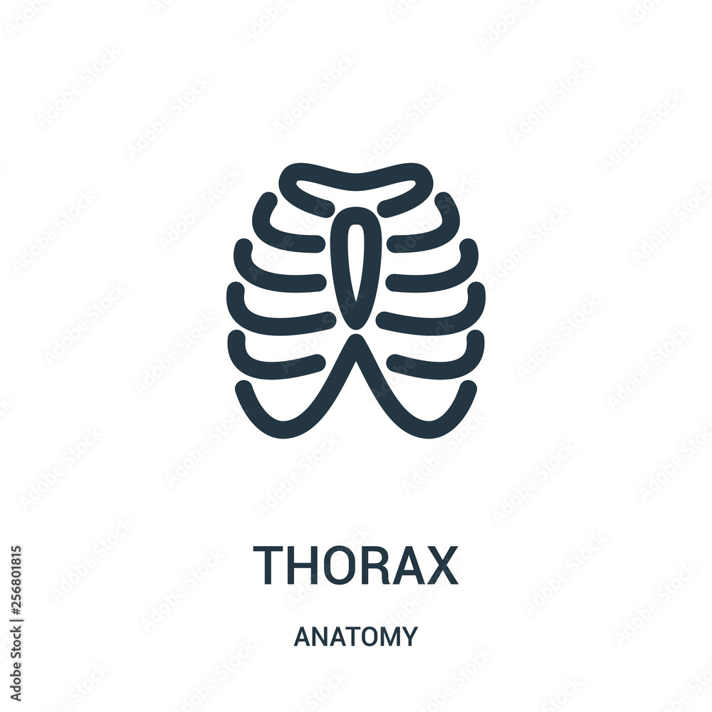 thorax icon vector from anatomy collection. Thin line thorax outline ...