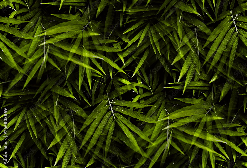 Bamboo Leaves Wallpaper