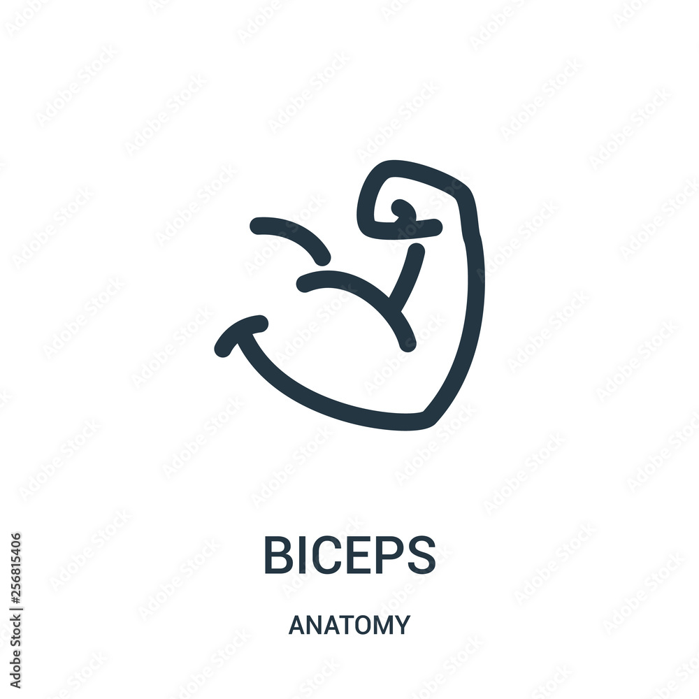 biceps icon vector from anatomy collection. Thin line biceps outline ...
