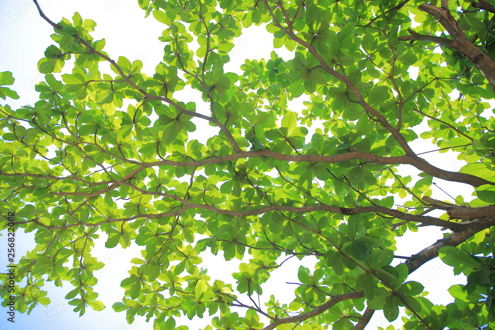 Terminalia catappa, common names country-almond, Indian-almond, Malabar ...