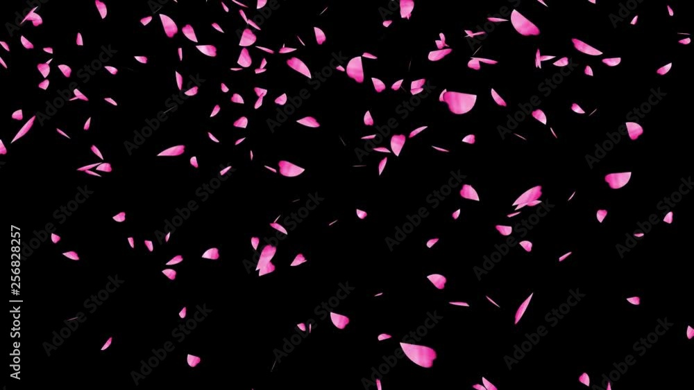 Cherry Blossom Petals Falling Stock Video | Adobe Stock