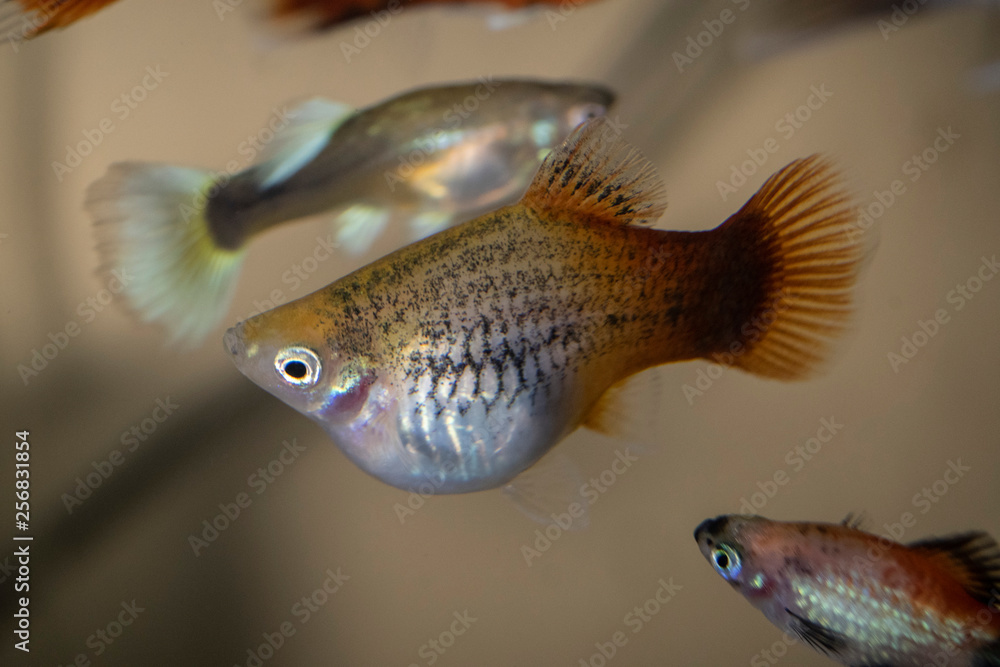 Platy Xiphophorus Maculatus in tropical aquarium Stock Photo | Adobe Stock