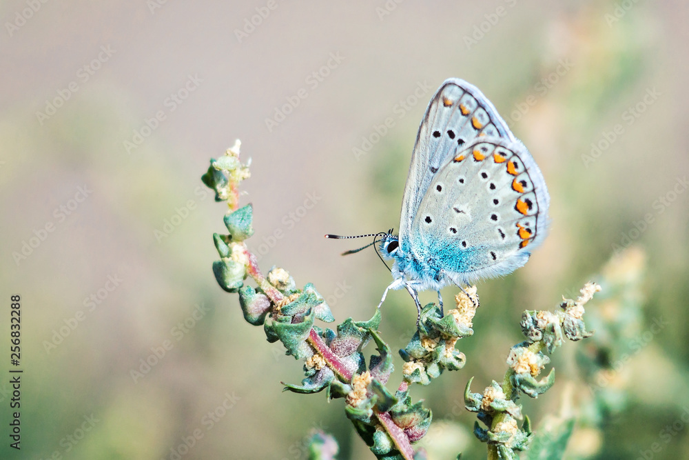 Common Blue Butterfly
