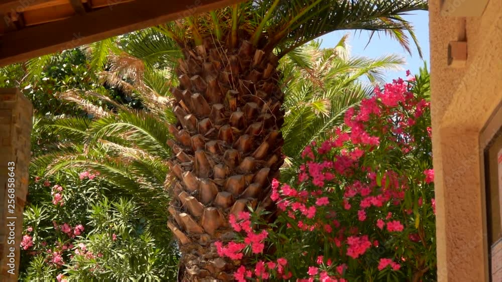 Palm trees and blooming shrub of red oleander grows against the bright ...