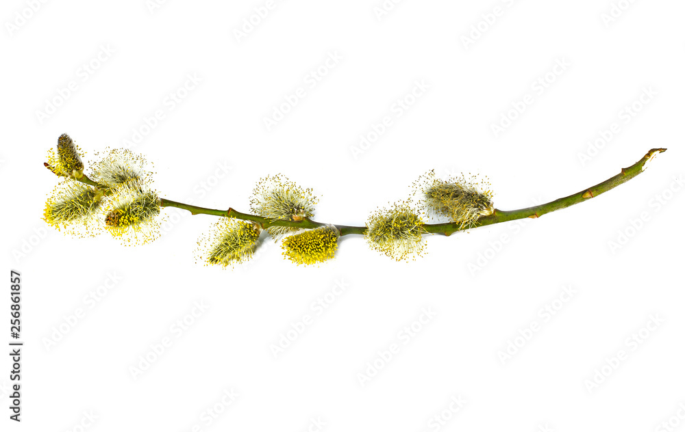 branches with flowers Salix caprea isolated on a white background ...