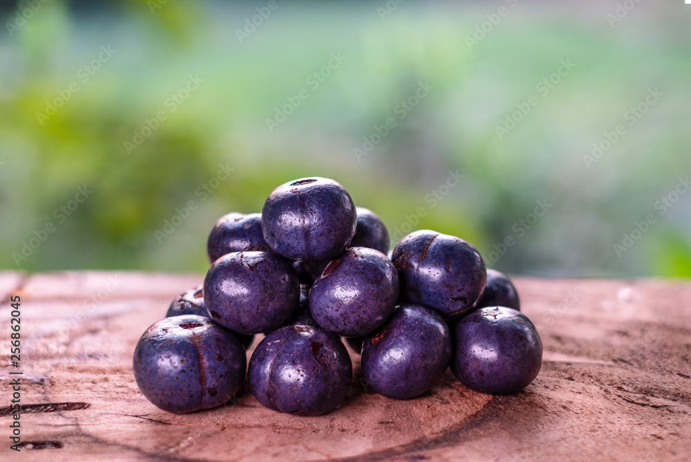 Livistona speciosa is fruits ripe are abundant in the wild on wood ...