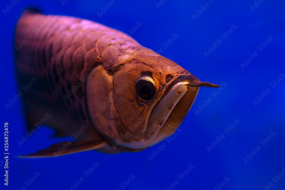 Red Arowana the Asian dragon fish (Scleropages formosus) is found in ...