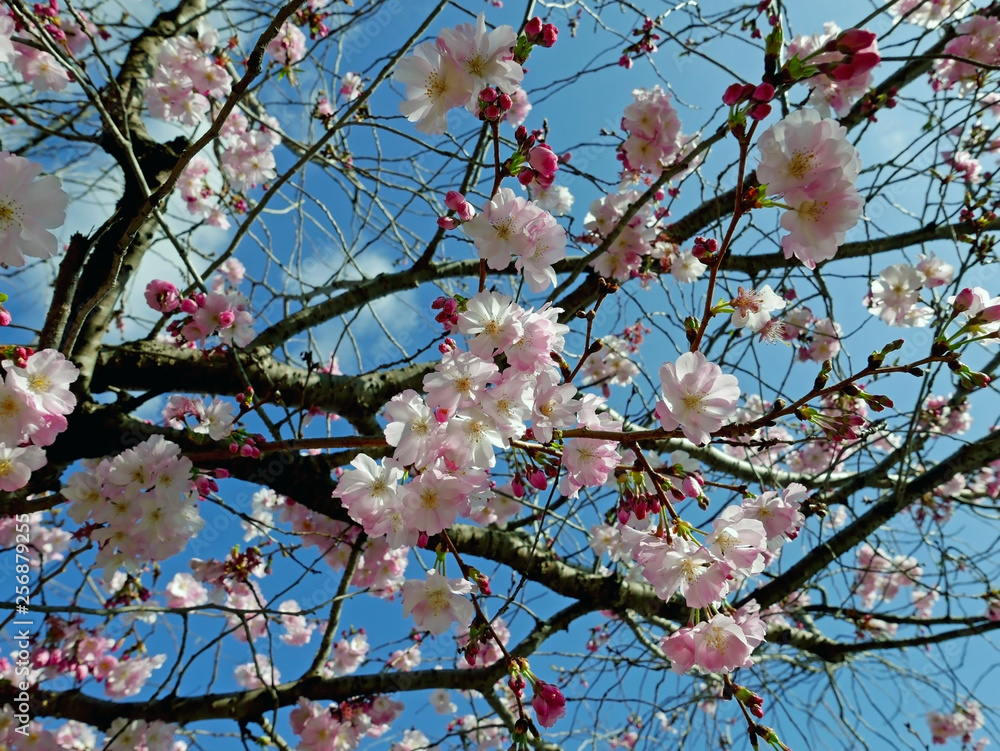 luminosi rami di pesco fioriti in primavera Stock Photo | Adobe Stock