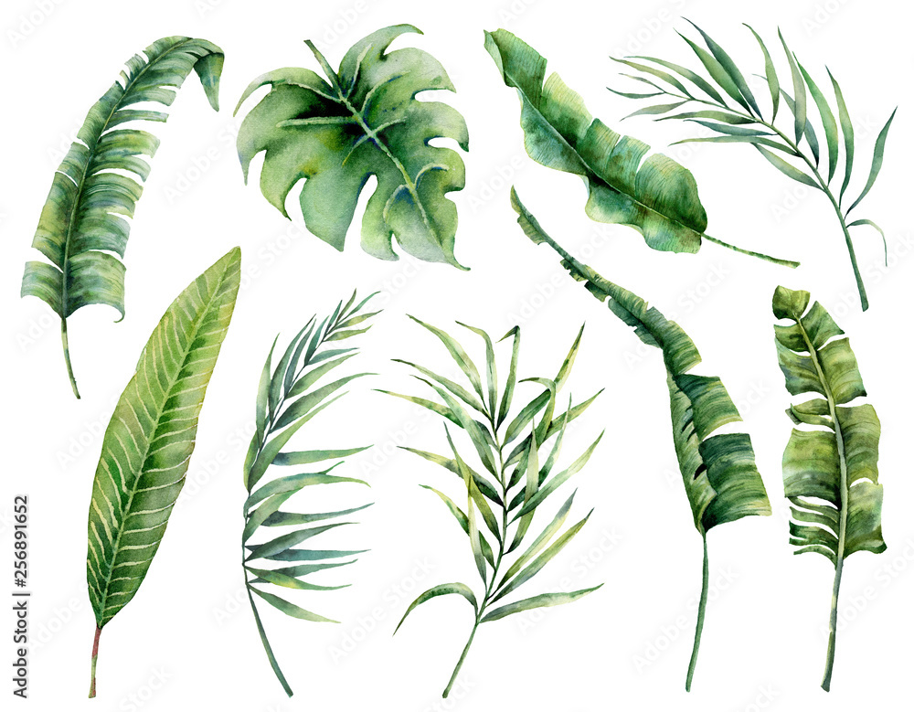 Watercolor set with tropical palm leaves. Hand painted nature ...