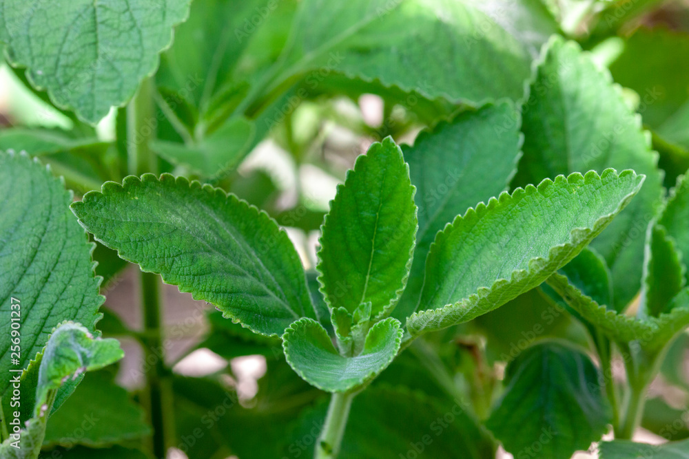 Foto de Boldo: Green plant named Boldo da Terra in Brazil. Plant used ...