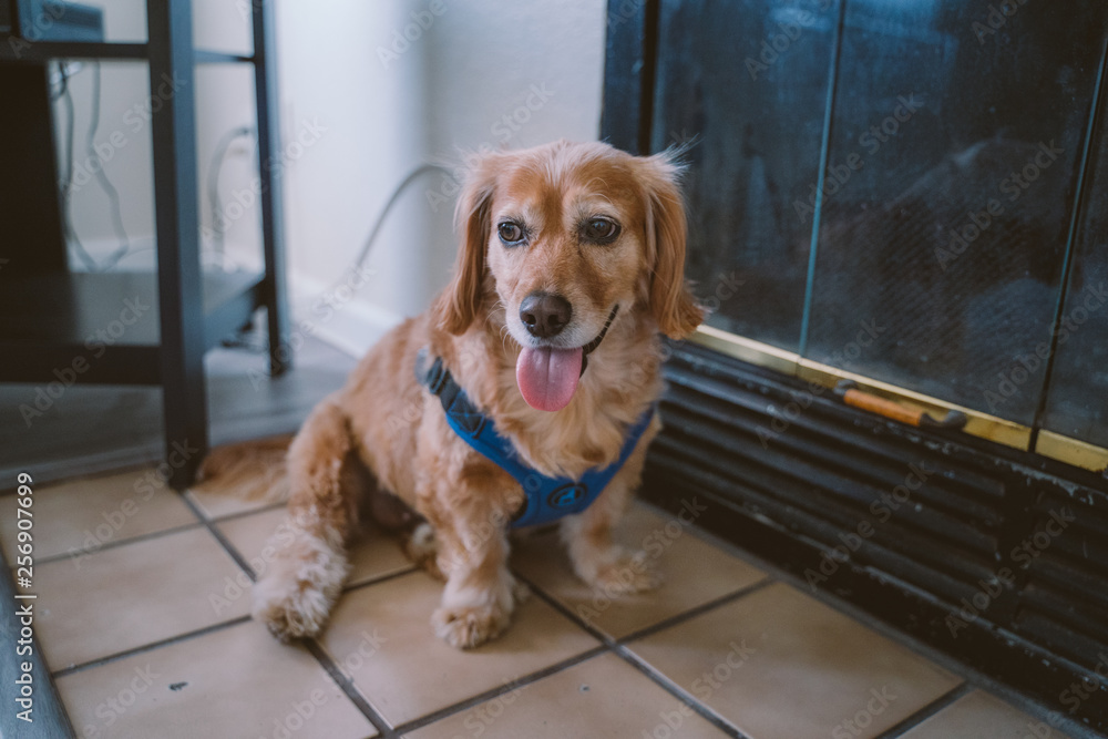 Cocker spaniel mix dog sitting by fireplace Stock Photo | Adobe Stock