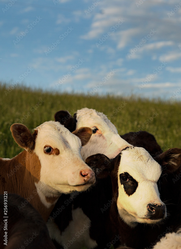 baby cows calves in a field, happy cows Stock Photo | Adobe Stock