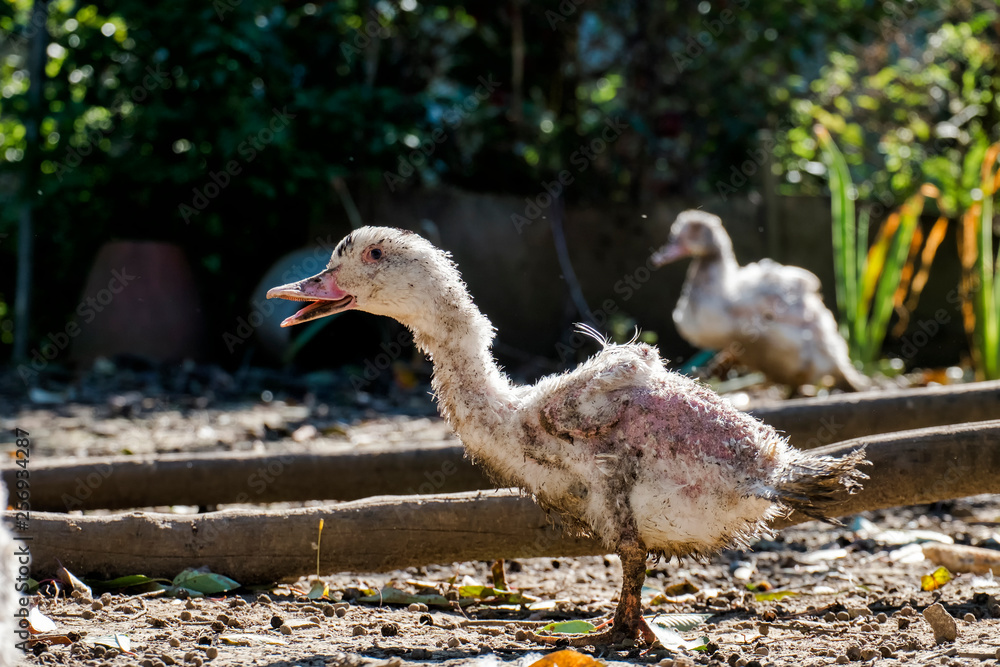 Very scary poultry zombie duck Stock Photo | Adobe Stock