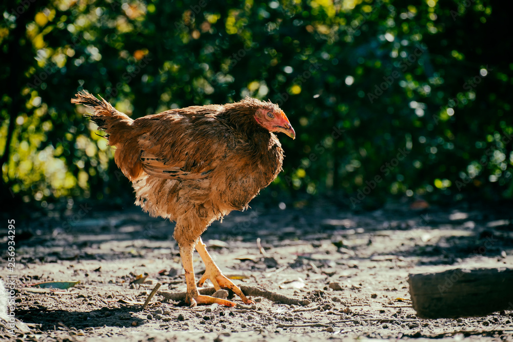 Fotografia do Stock: Very ugly chicken. Chicken of the order of ...