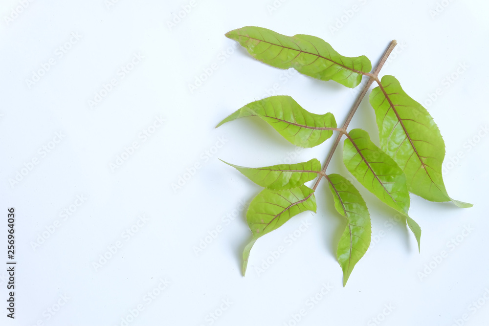 Cakra-cikri or polyscias fruticosa ming isproviding a wide range of ...