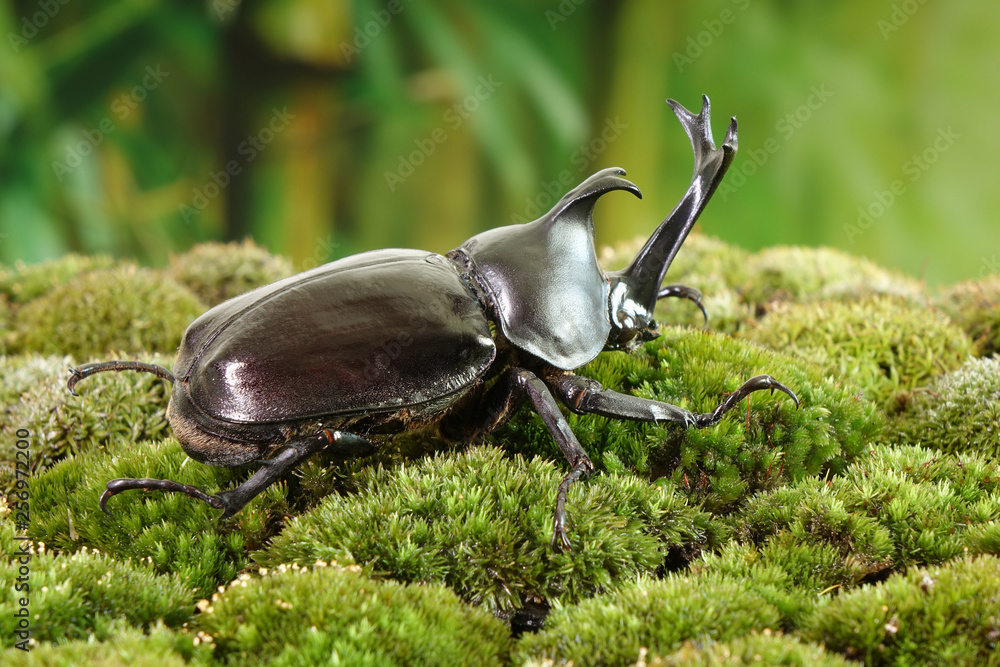 Japanese rhinoceros beetle (Allomyrina dichotoma) or Japanese horn ...