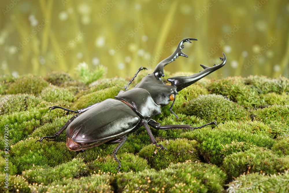 Beetle : Giraffe Stag-Beetle (Prosopocoilus giraffa) is the world's ...