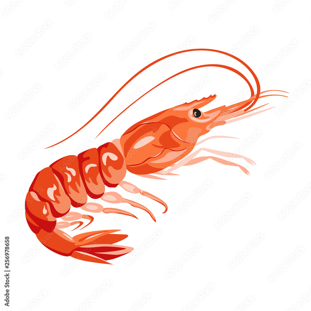 Vector shrimp. Prawn, isolated on white background. Seafood ...