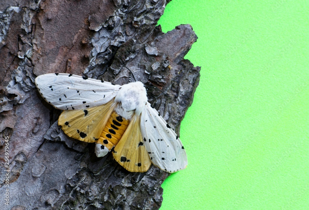 An Acrea or Salt Marsh moth (Estigmene acrea) on tree bark with wings ...