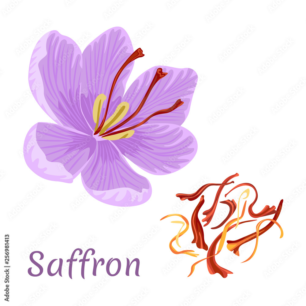 Saffron flower isolated on white background. Dried spice saffron ...