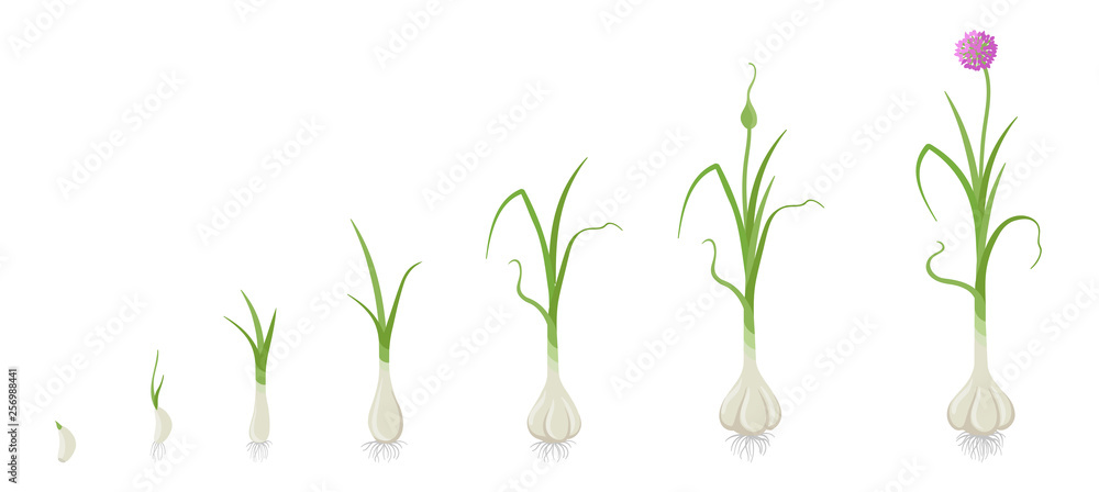 Stages Of Growing Garlic