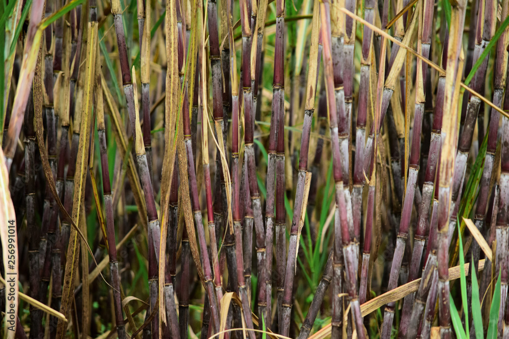 sugar cane - ready for harvest, sugar cane fields or sugar cane ...