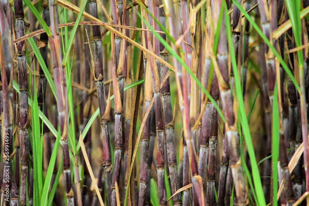sugar cane - ready for harvest, sugar cane fields or sugar cane ...