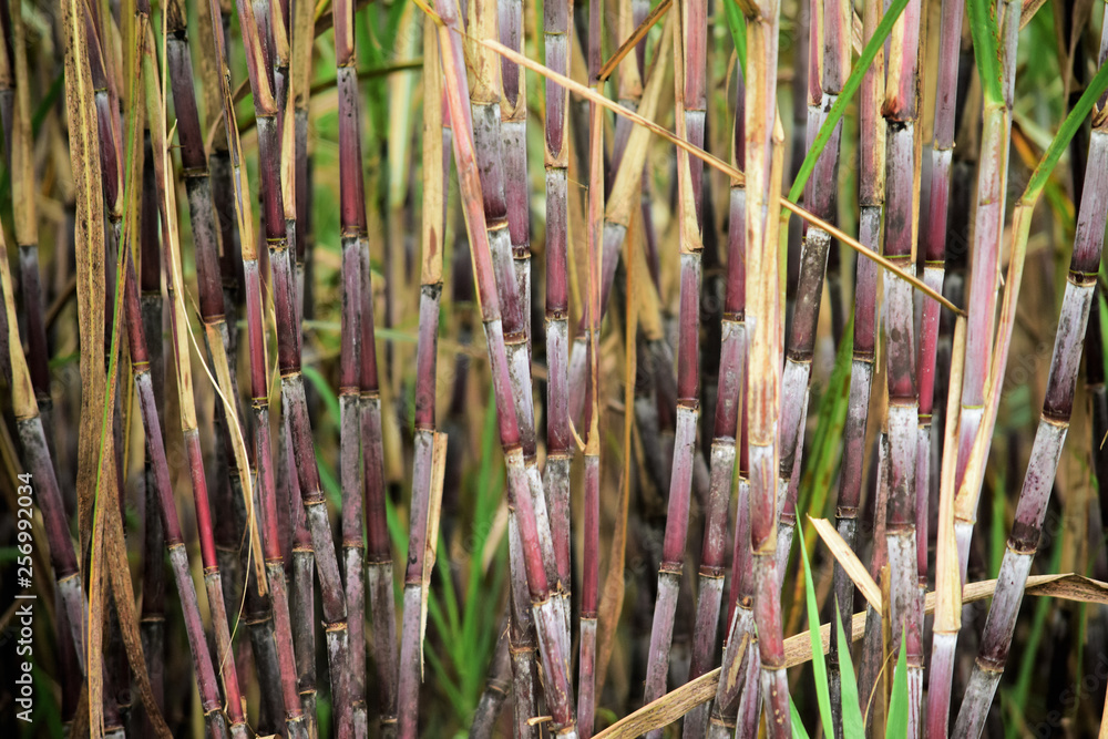 Foto de sugar cane - ready for harvest, sugar cane fields or sugar cane ...