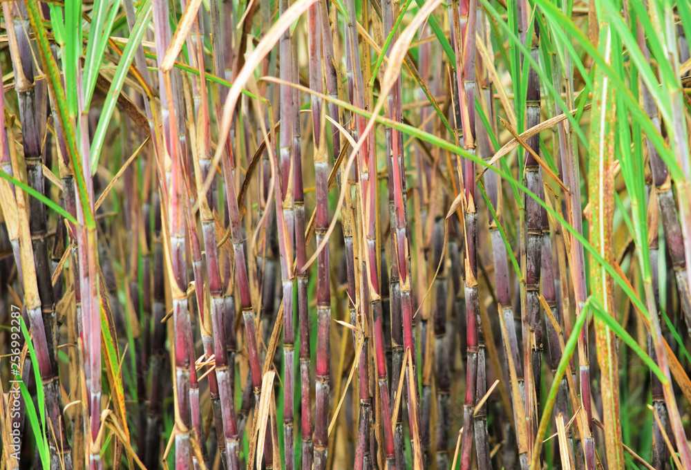 sugar cane - ready for harvest, sugar cane fields or sugar cane ...