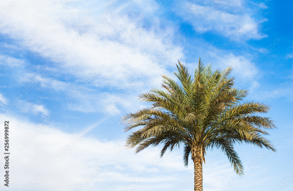 Simple Tree Landscape Photography