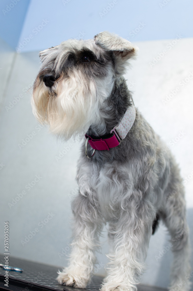 Miniature schnauzer in a hairdressing session in a veterinary clinic ...
