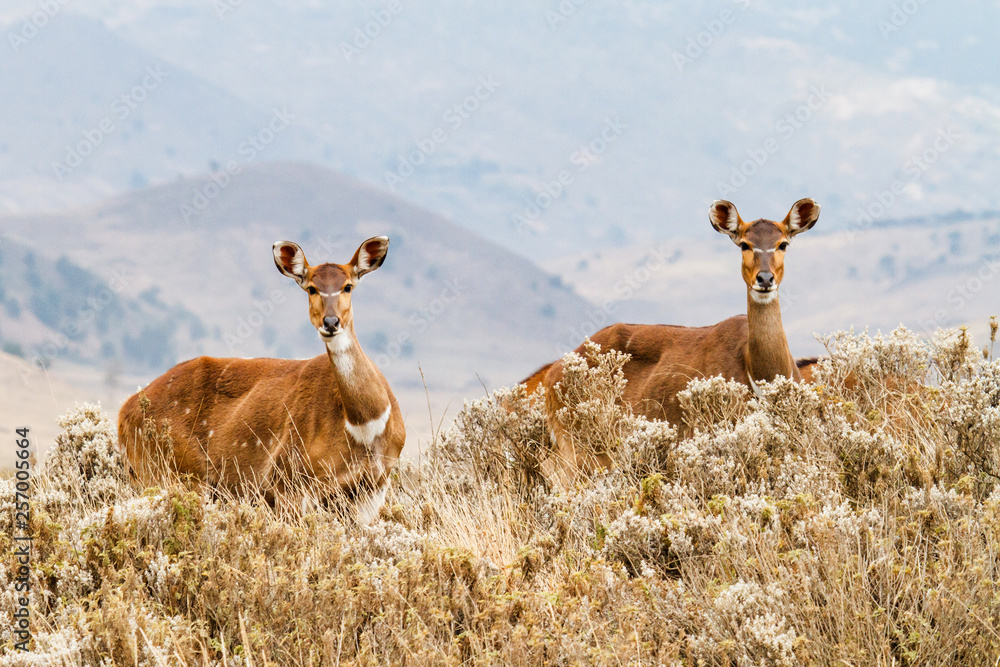 Female Mountain Nyala in the Bale Mountainns National Park. This mammal ...