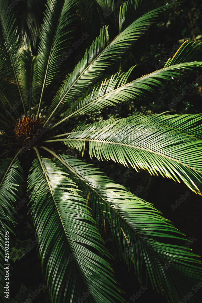 Palm Oil Tree Leaf