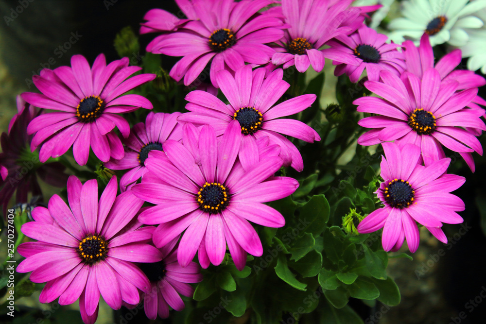 Flor de color lila. La flor es la estructura reproductiva ...