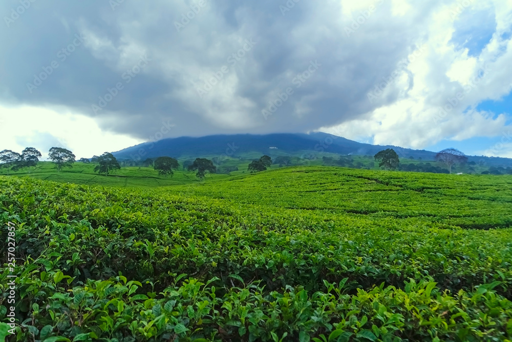 Saturated colors green tea plantations with the mountain on background ...