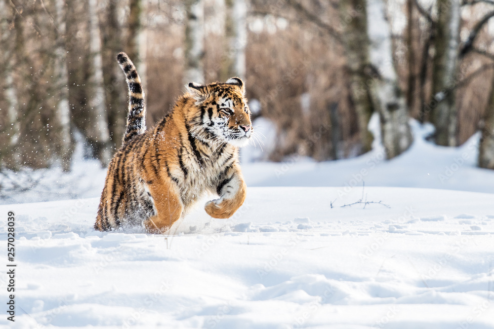 Siberian Tiger running in snow. Beautiful, dynamic and powerful photo ...
