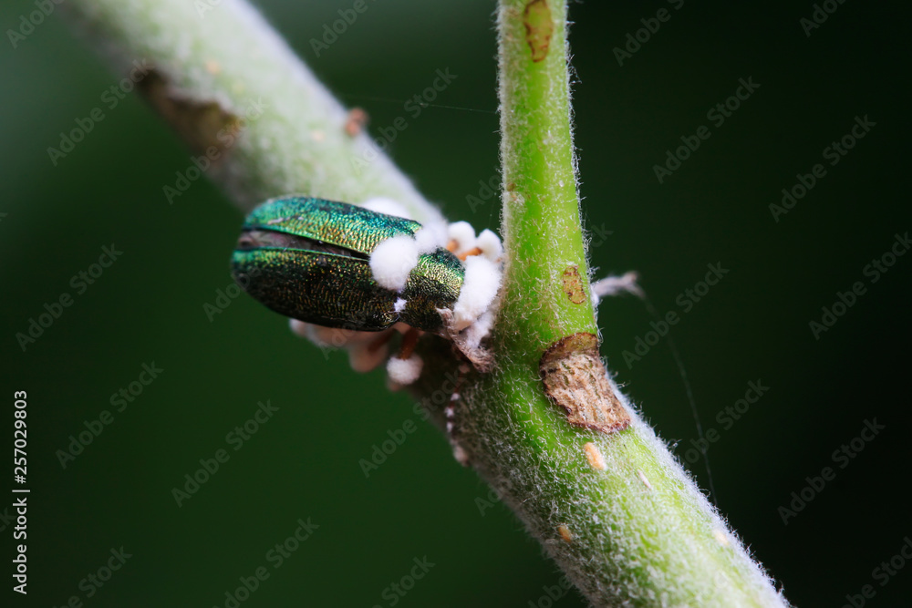 Beauveria bassiana infected insects on green plant Stock Photo | Adobe ...