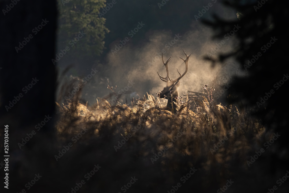 Red deer stag in the mornig autumn mist. Silhouette of wild animal ...
