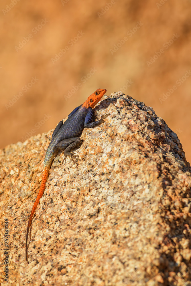 Namib Rock Agama - Agama planiceps, beautiful orange headed lizard from ...