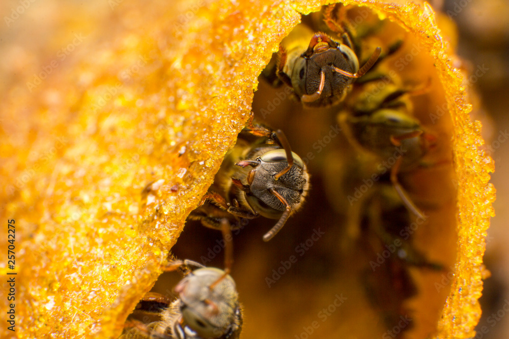 Stingless bees stand front of nest, Stingless bees gathered on nest ...