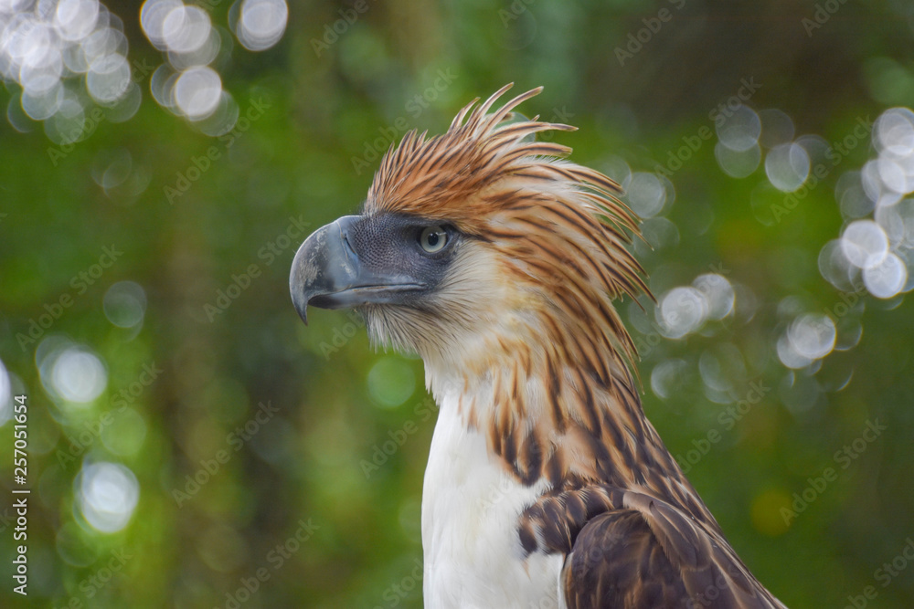 Philippine Eagle, Monkey eating eagle, Malagos, Davao City, Philippines ...