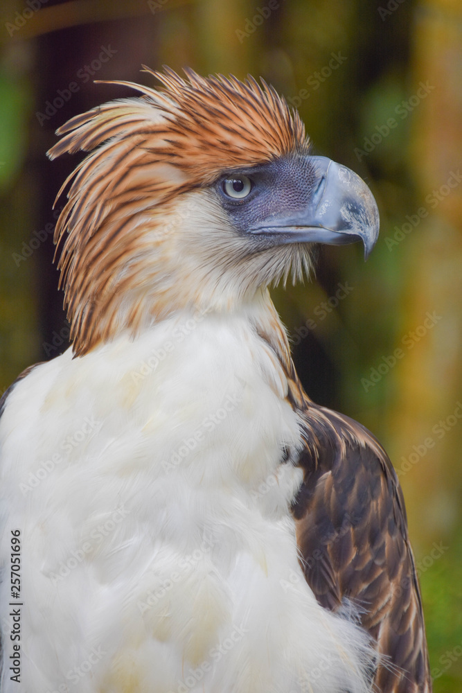 Philippine Eagle, Monkey eating eagle, Malagos, Davao City, Philippines ...