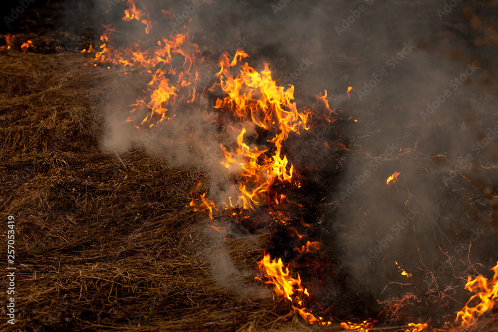 A strong fire spreads in gusts of wind through dry grass, smoking dry ...