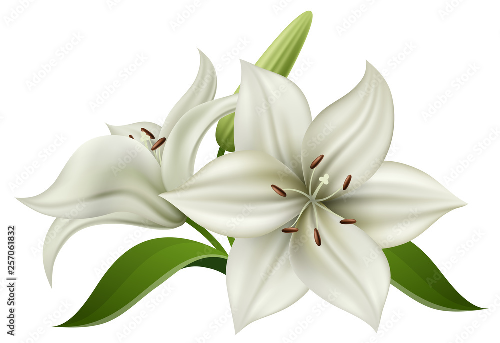 White Lily Vector