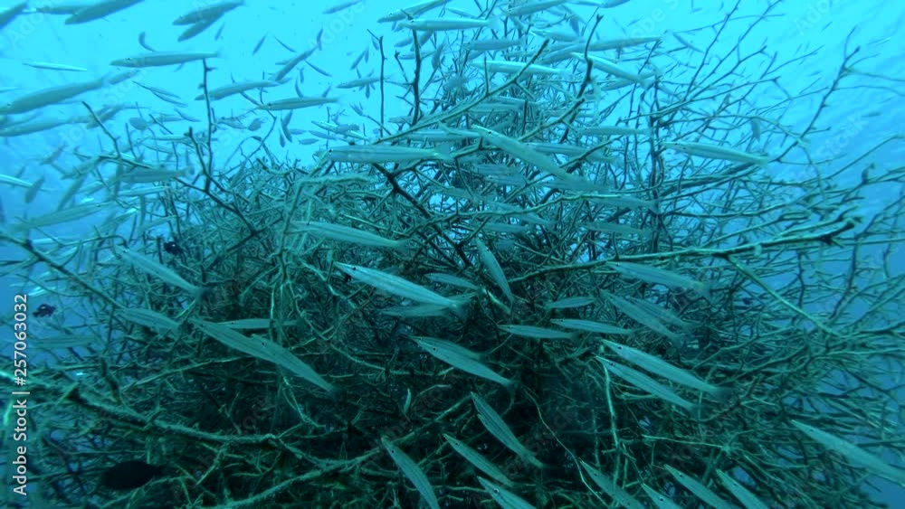 School of juvenile Barracudas hides in mangroves. Yellow-tail Barracuda ...