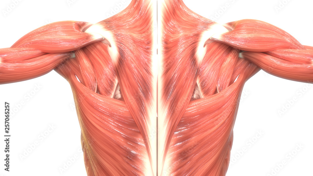 Human Body Muscles Anatomy Stock Illustration | Adobe Stock